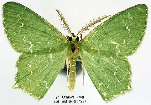 Papua Insects Foundation (Lepidoptera/Geometridae(Geometrinae)/Maxates ...